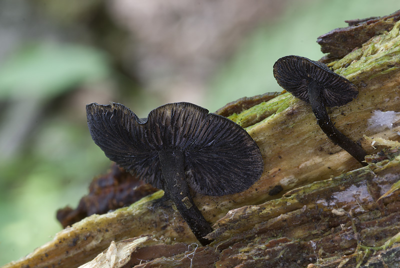 Hydropus atramentosus (Ronivka sazová)