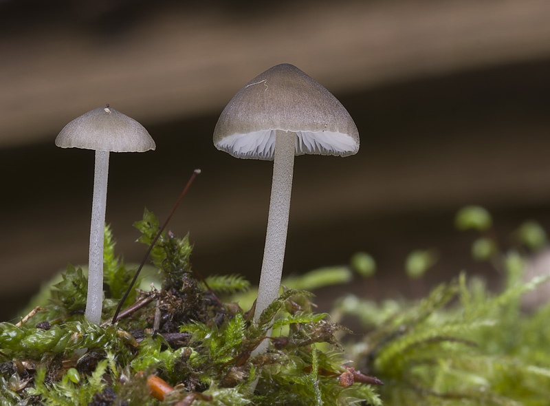 Pseudohydropus floccipes (Ronivka vločkonohá)