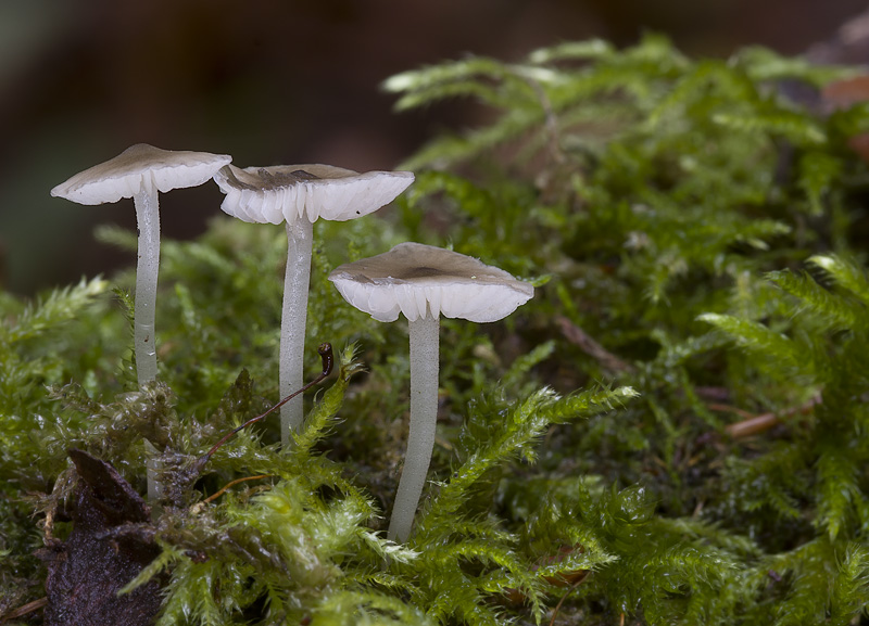 Pseudohydropus floccipes (Ronivka vločkonohá)