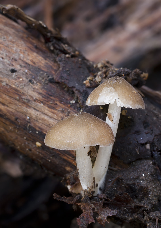 Hydropodia subalpina (Ronivka podhorská)