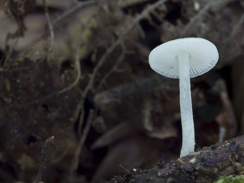 Hydropodia subalpina (Ronivka podhorská)