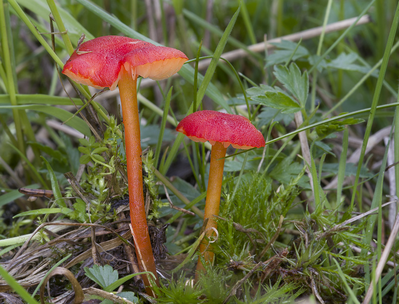 Hygrocybe helobia (Voskovka bažinná)