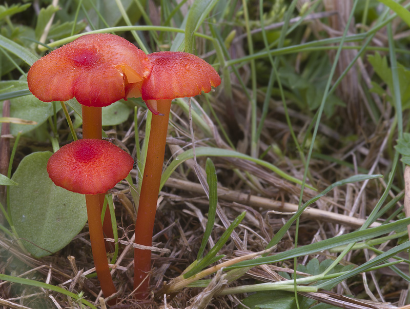 Hygrocybe helobia (Voskovka bažinná)