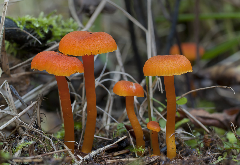 Hygrocybe miniata (Voskovka krvavá)