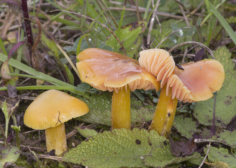 Hygrocybe acutoconica (Voskovka stálá)
