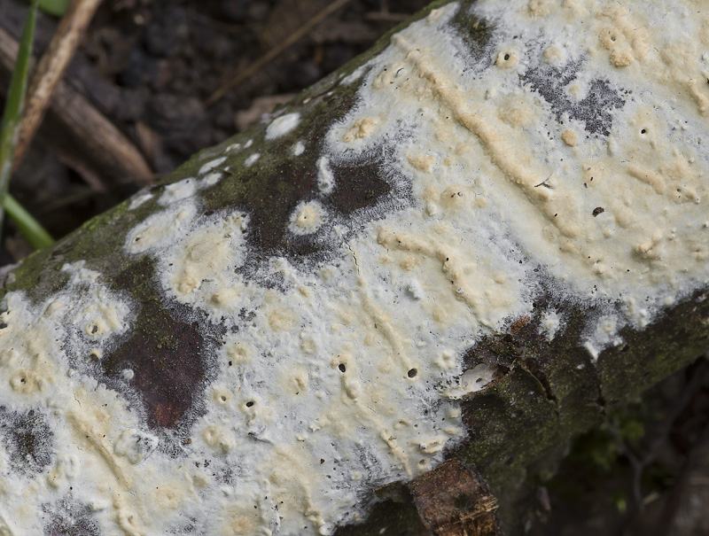 Hyphoderma mutatum (Kornatka proměnlivá)