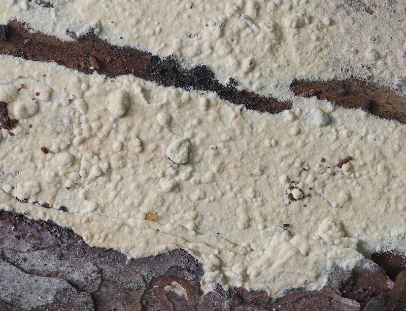Hyphoderma nemorale cf. (Kornatka)