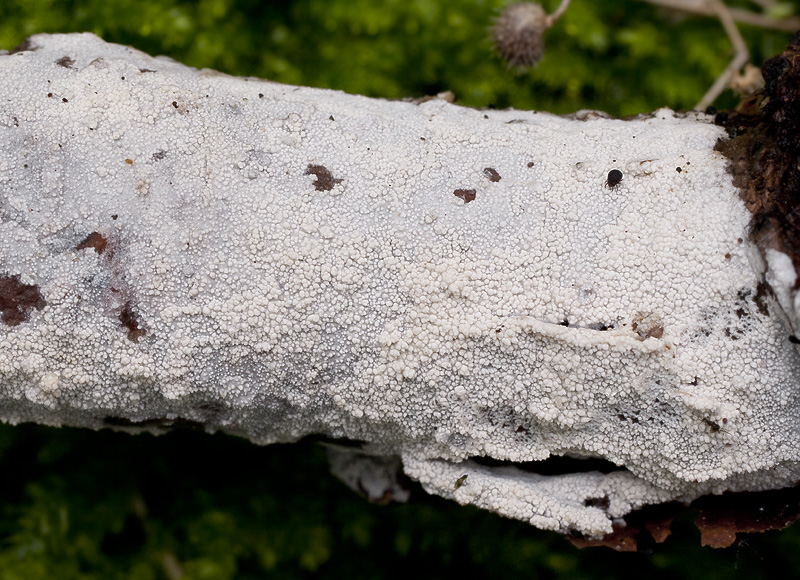 Hyphoderma setigerum (Kornatka septocystidová)