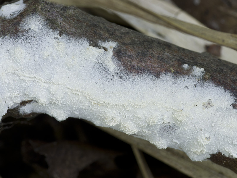 Hyphoderma setigerum (Kornatka septocystidová)