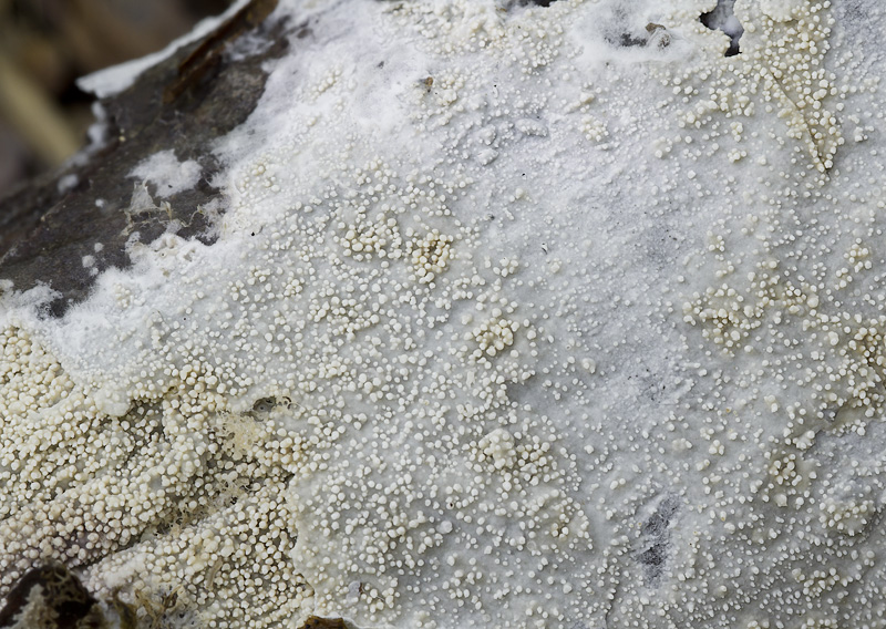 Hyphoderma transiens (Kornatka přechodná)