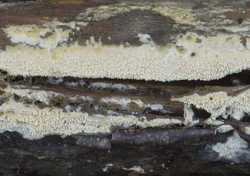 Hyphoderma transiens (Kornatka přechodná)