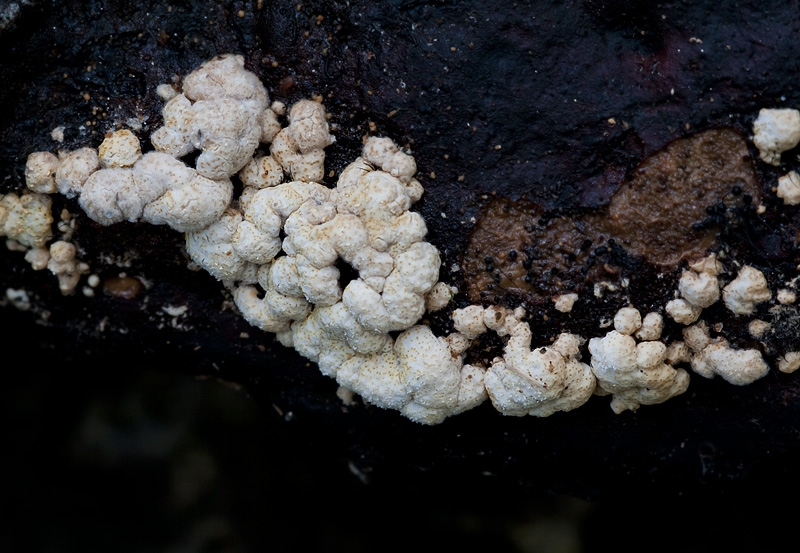 Hypocrea pulvinata (Masenka poduškovitá)