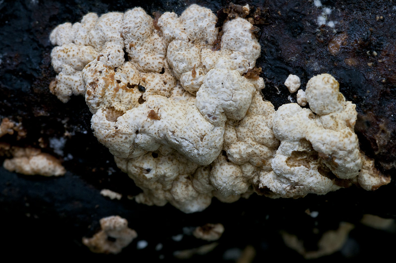 Hypocrea pulvinata (Masenka poduškovitá)