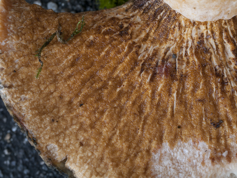 Hypomyces spadiceus (Nedohub kaštanový)