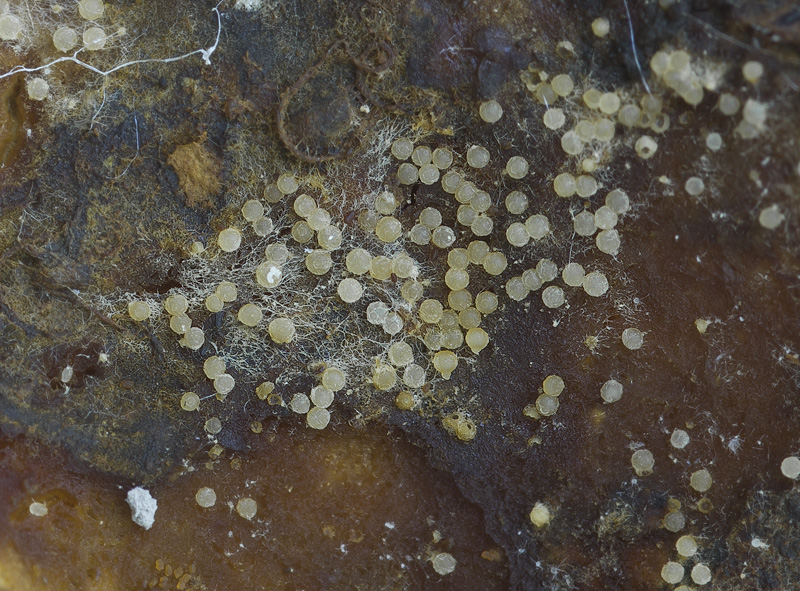 Hypomyces sympodiophorus (Nedohub)