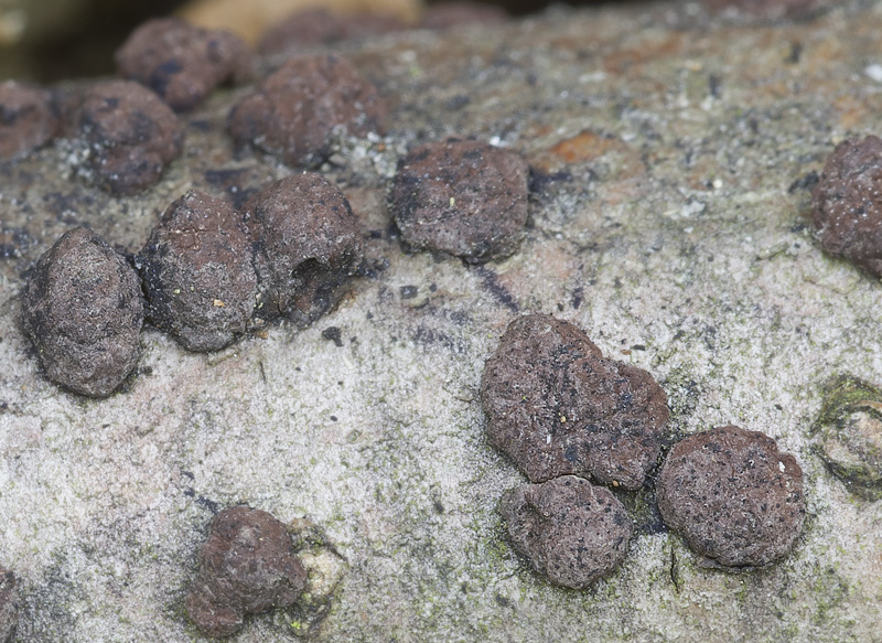 Hypoxylon pseudofuscum (Dřevomor)