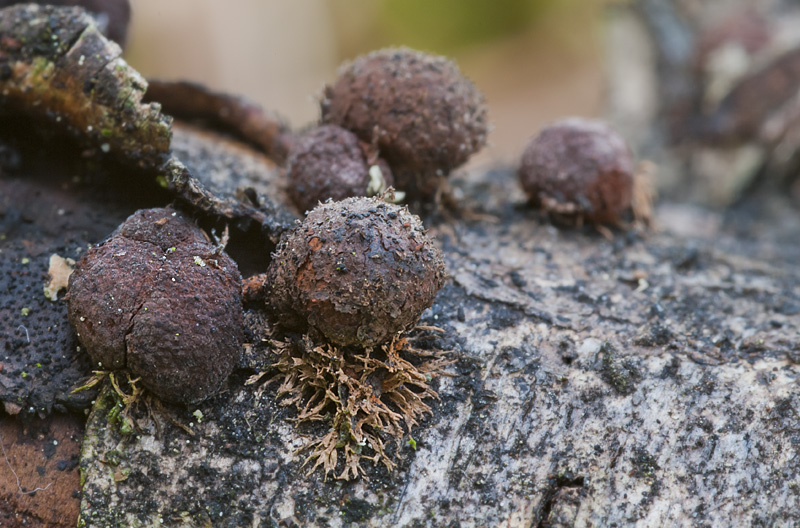 Hypoxylon howeanum (Dřevomor Howeův)