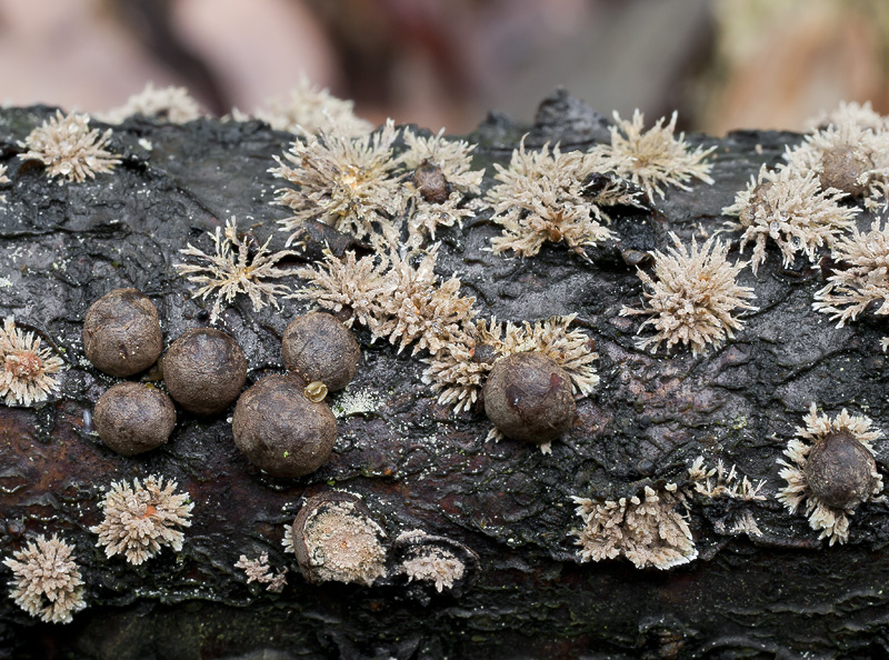 Hypoxylon howeanum (Dřevomor Howeův)