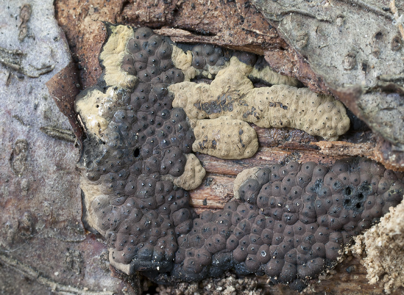 Jackrogersella multiformis (Dřevomor mnohotvarý)