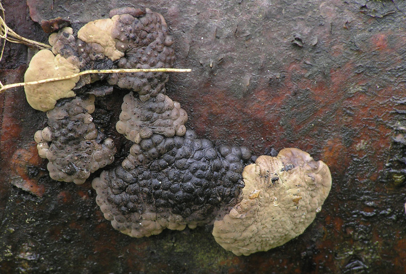Jackrogersella multiformis (Dřevomor mnohotvarý)