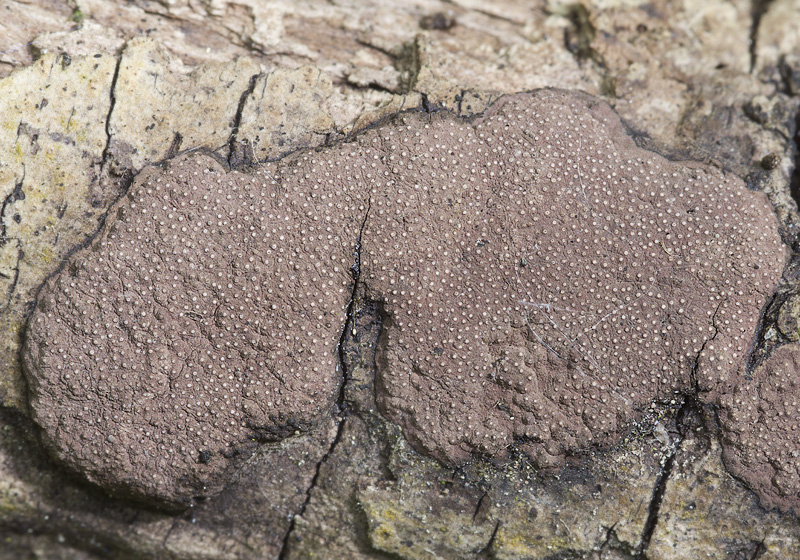 Hypoxylon perforatum (Dřevomor běloústý)