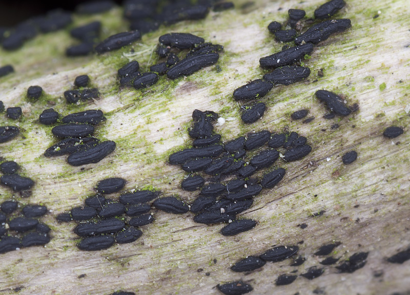 Hysterium angustatum (Skulinatec rýhovaný)