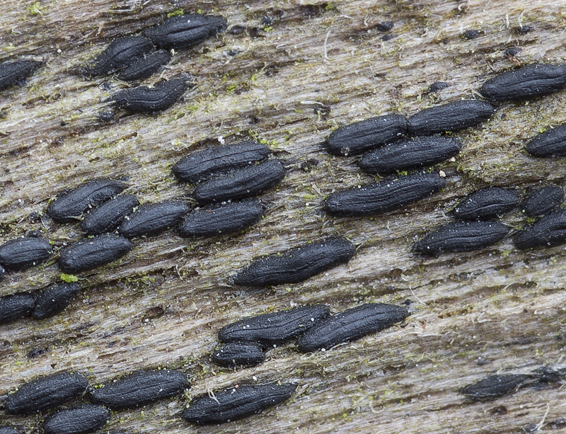Hysterium angustatum (Skulinatec rýhovaný)