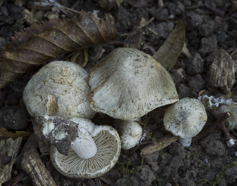 Inocybe corydalina (Vláknice dymnivková)