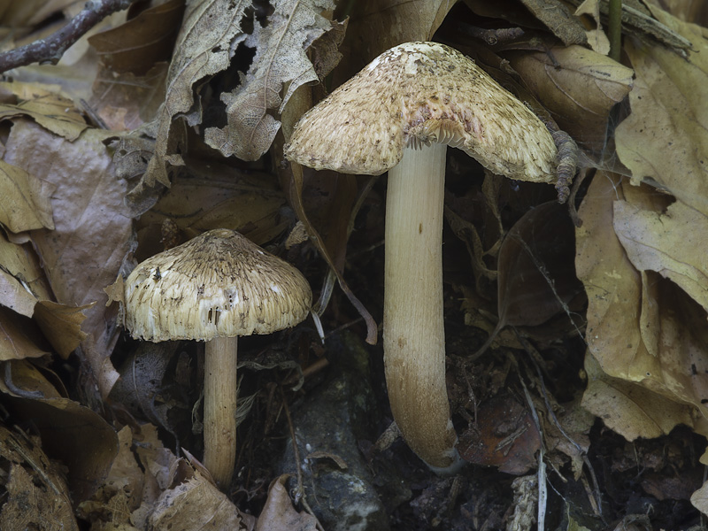 Inocybe erinaceomorpha (Vláknice ježatotvará)