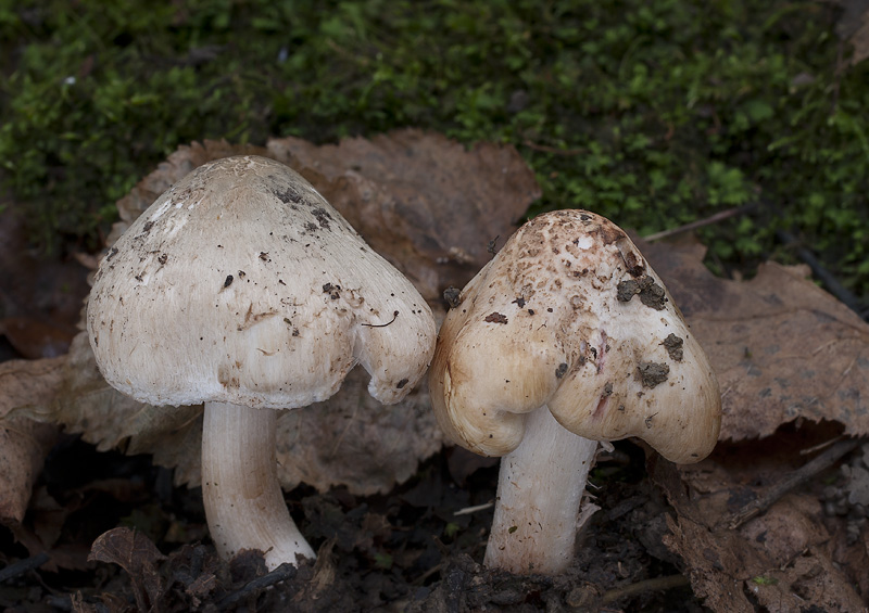 Inocybe fraudans (Vláknice jablečná)