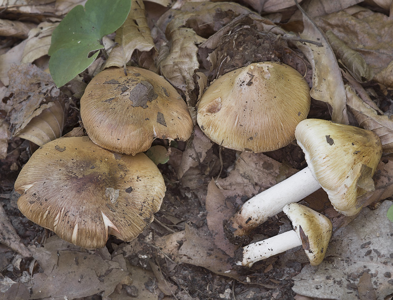 Inocybe fraudans (Vláknice jablečná)