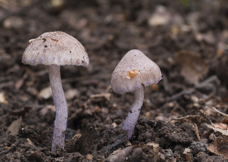 Inocybe griseolilacina (Vláknice šedoliláková)