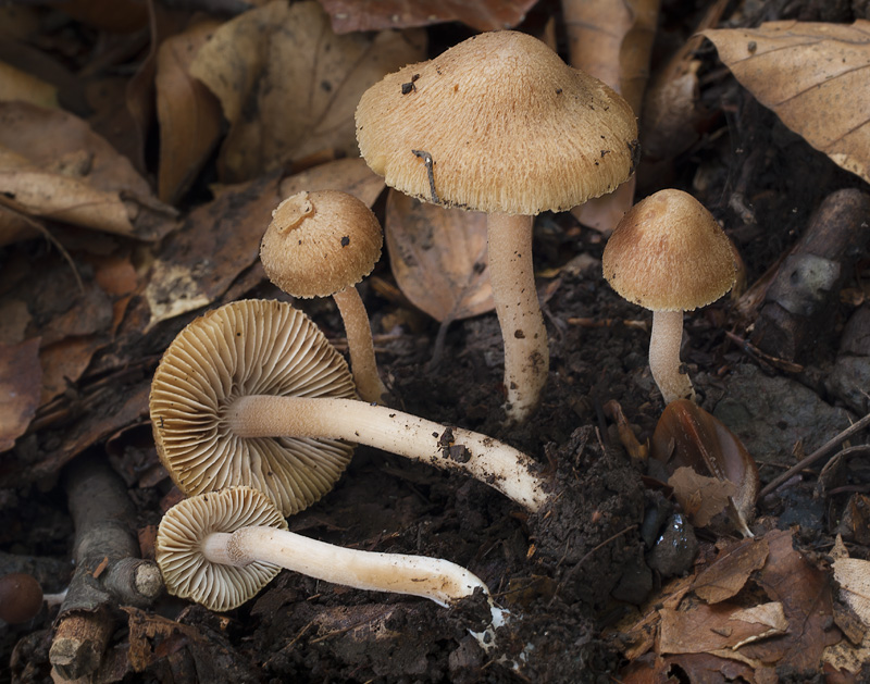 Inocybe hirtella s.l. (Vláknice hořkomandlová)