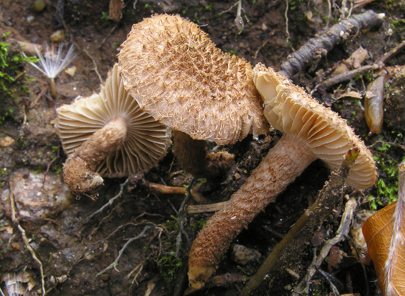 Inocybe hystrix (Vláknice štětinatá)