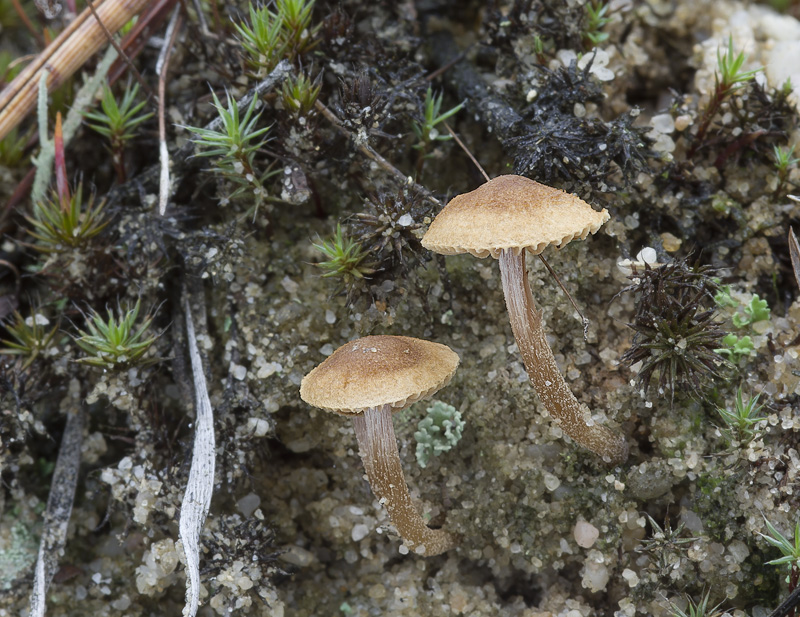 Inocybe jacobi (Vláknice Jacobova)