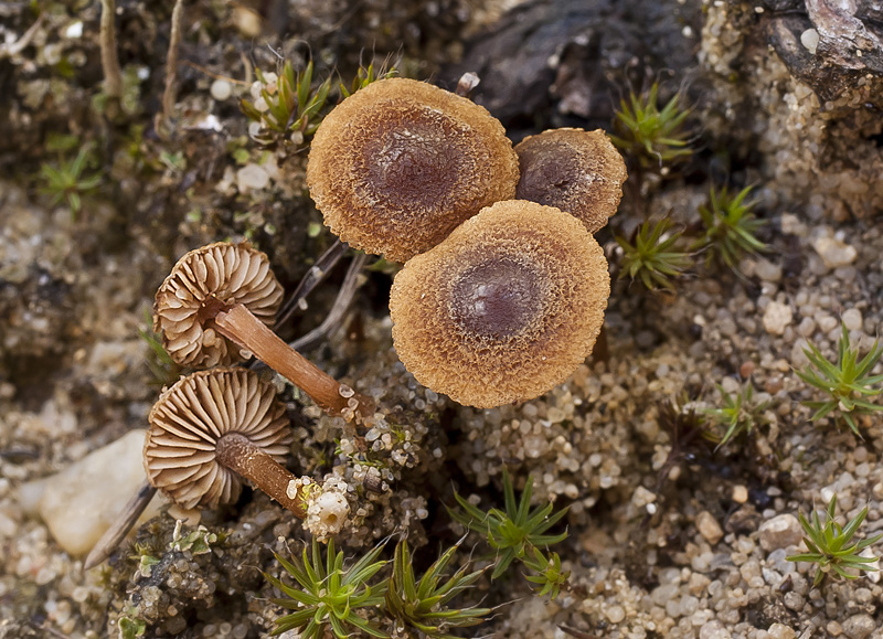Inocybe jacobi (Vláknice Jacobova)