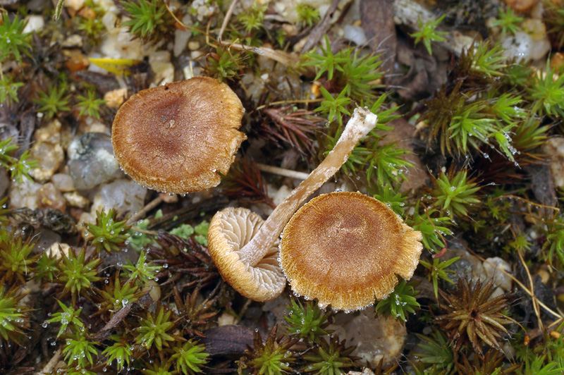 Inocybe jacobi (Vláknice Jacobova)