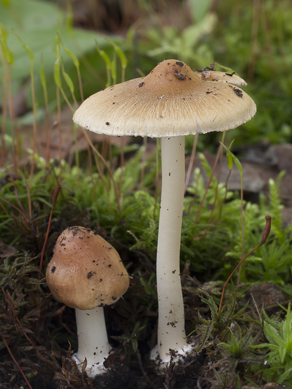 Inocybe mixtilis agg. (Vláknice pomíchaná)