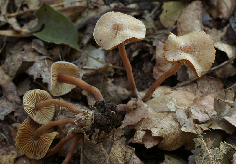 Inocybe petiginosa (Vláknice pavučinková)