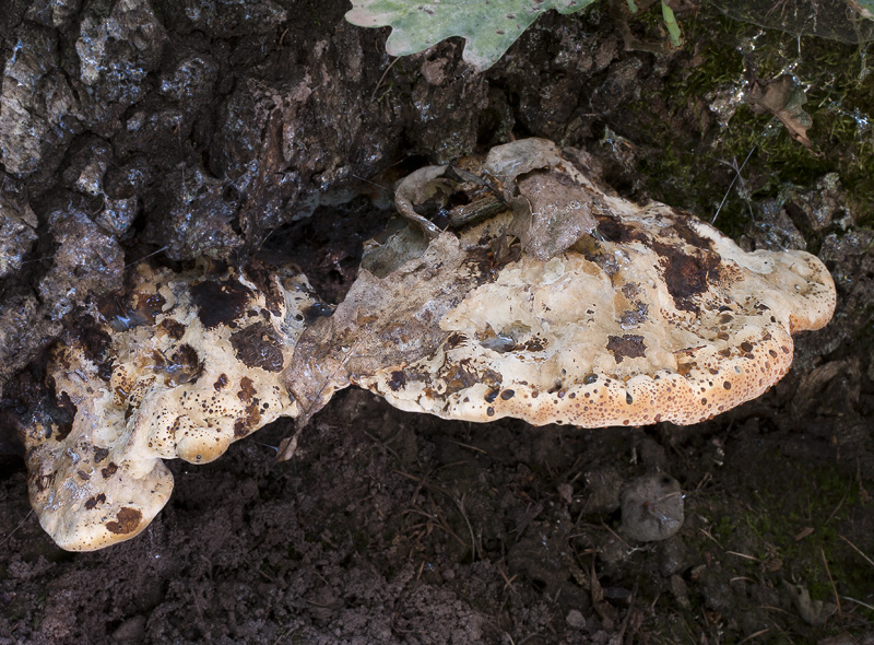 Inonotus dryadeus (Rezavec dubový)