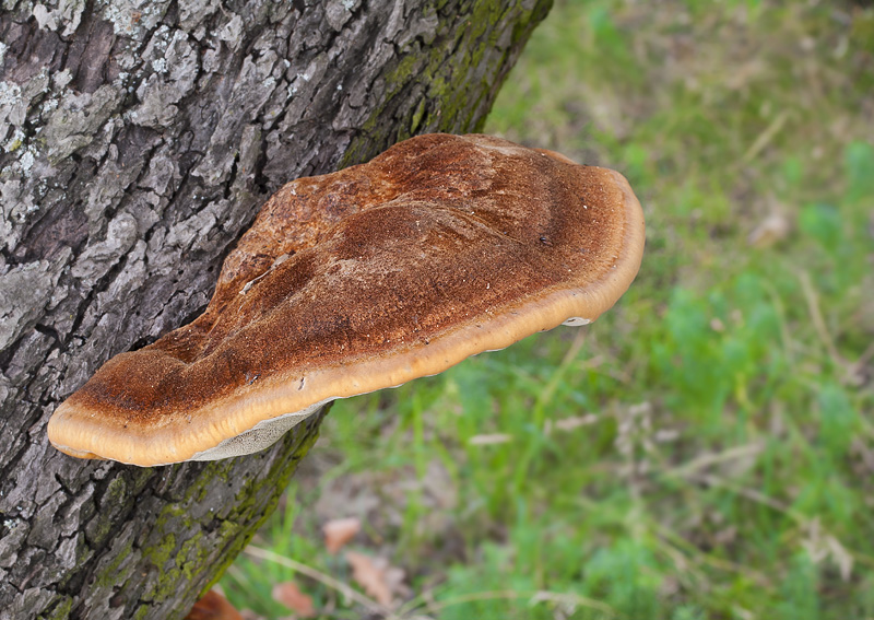 Inonotus hispidus (Rezavec štětinatý)