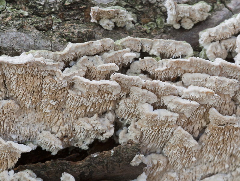 Irpex lacteus (Bránovitka mléčná)