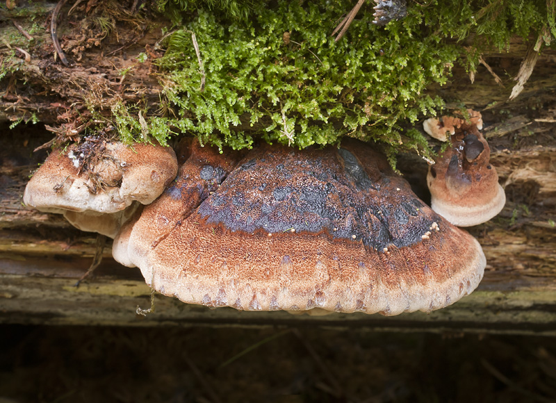 Ischnoderma benzoinum (Smolokorka pryskyřičnatá)