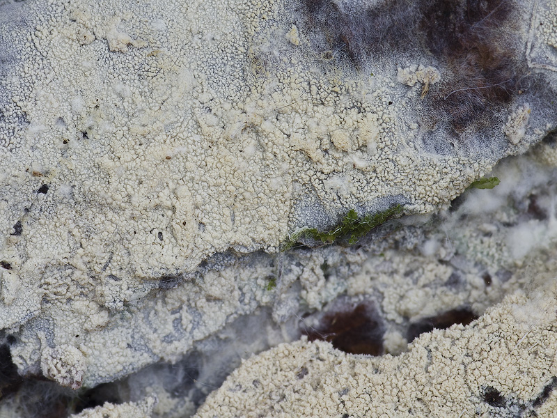 Kneiffiella floccosa (Kornatec vločkatý)