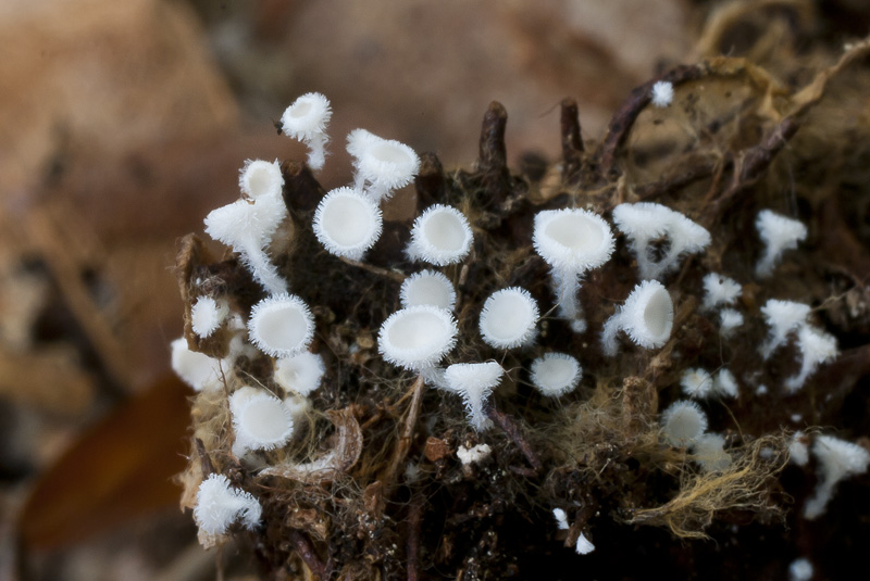 Lachnum virgineum (Chlupáček bělostný)