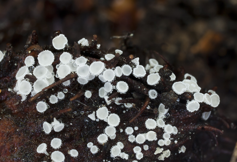 Lachnum virgineum (Chlupáček bělostný)