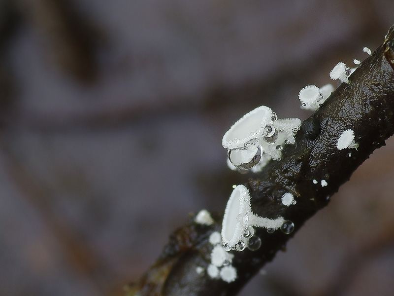 Lachnum virgineum (Chlupáček bělostný)