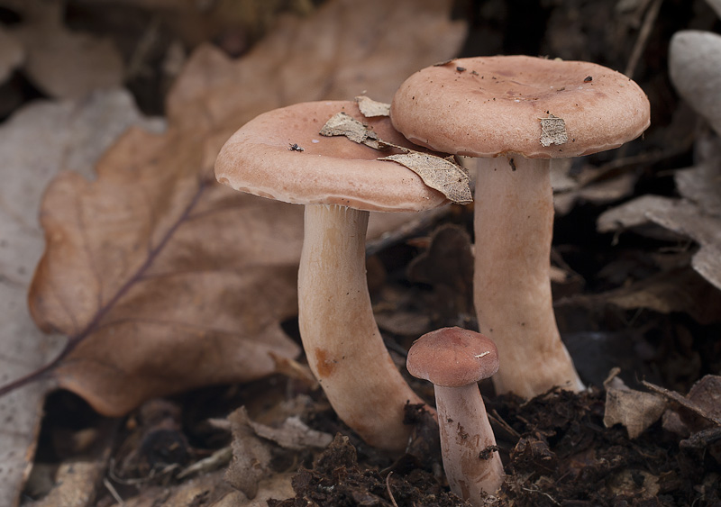 Lactarius decipiens (Ryzec klamný)