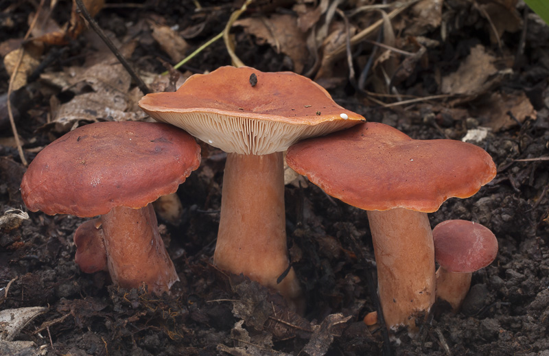 Lactarius fulvissimus (Ryzec žlutohnědý)