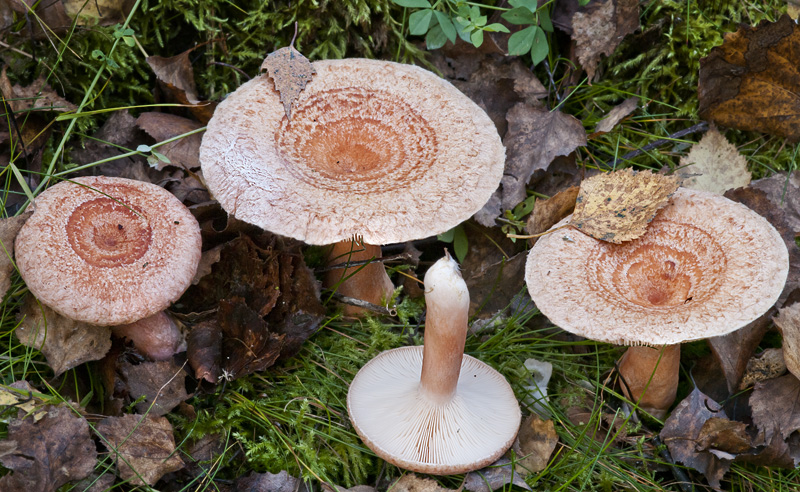 Lactarius torminosus (Ryzec kravský)